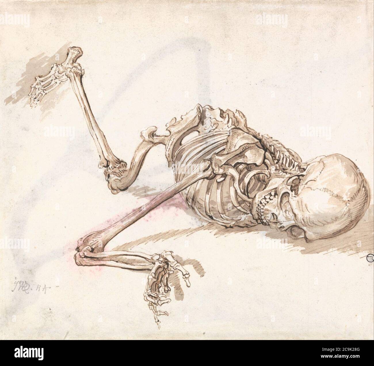James Ward - A Human Skeleton Stock Photo - Alamy