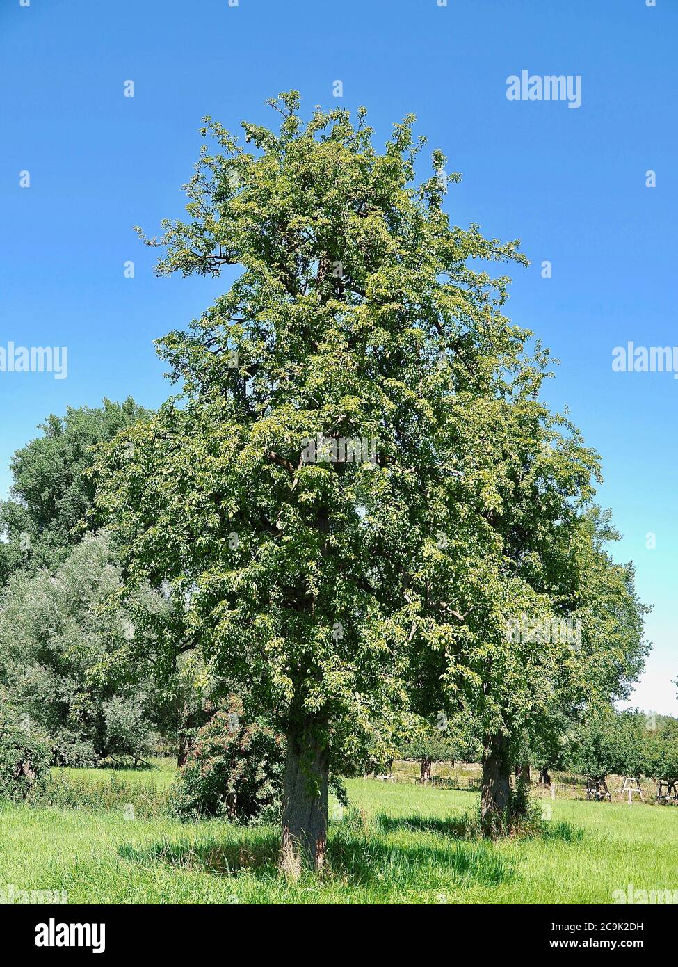 Beautiful nature at Rhine river in Germany Stock Photo - Alamy