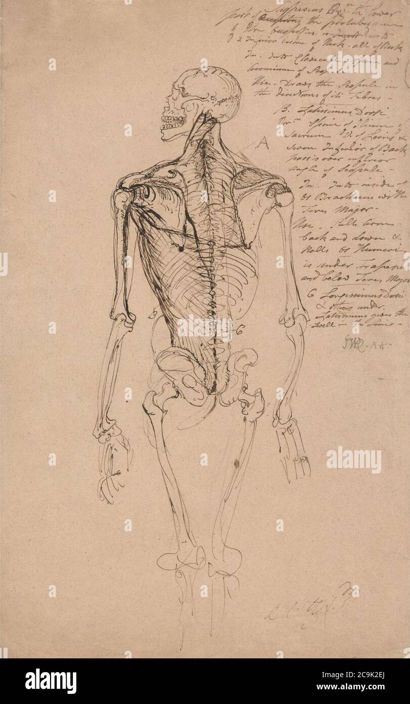 James Ward - Drawing of a Man's Skeleton Stock Photo - Alamy