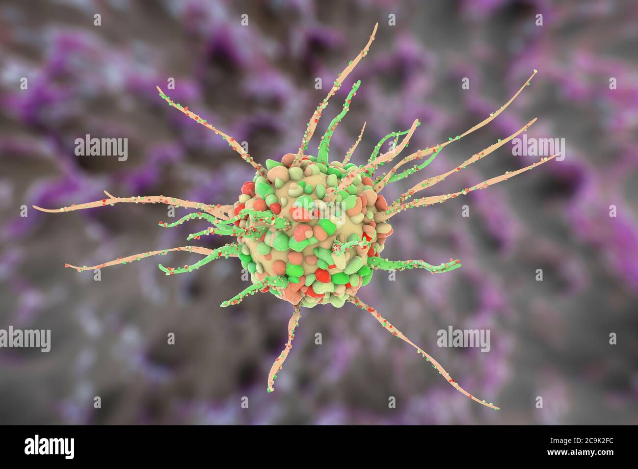 Dendritic cell, computer illustration. A dendritic cell is a type of ...