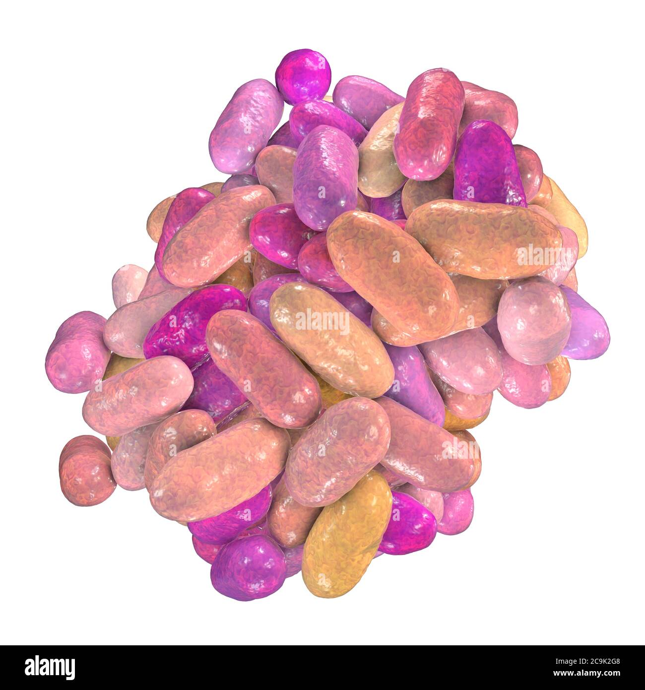 Porphyromonas gingivalis oral bacterium, computer illustration. P ...