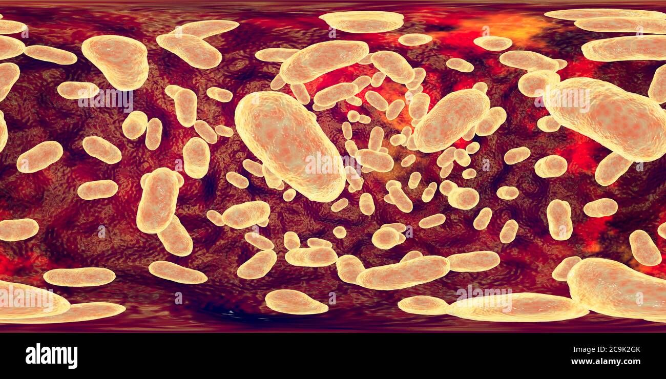 Porphyromonas gingivalis oral bacterium, 360 degree panorama view ...