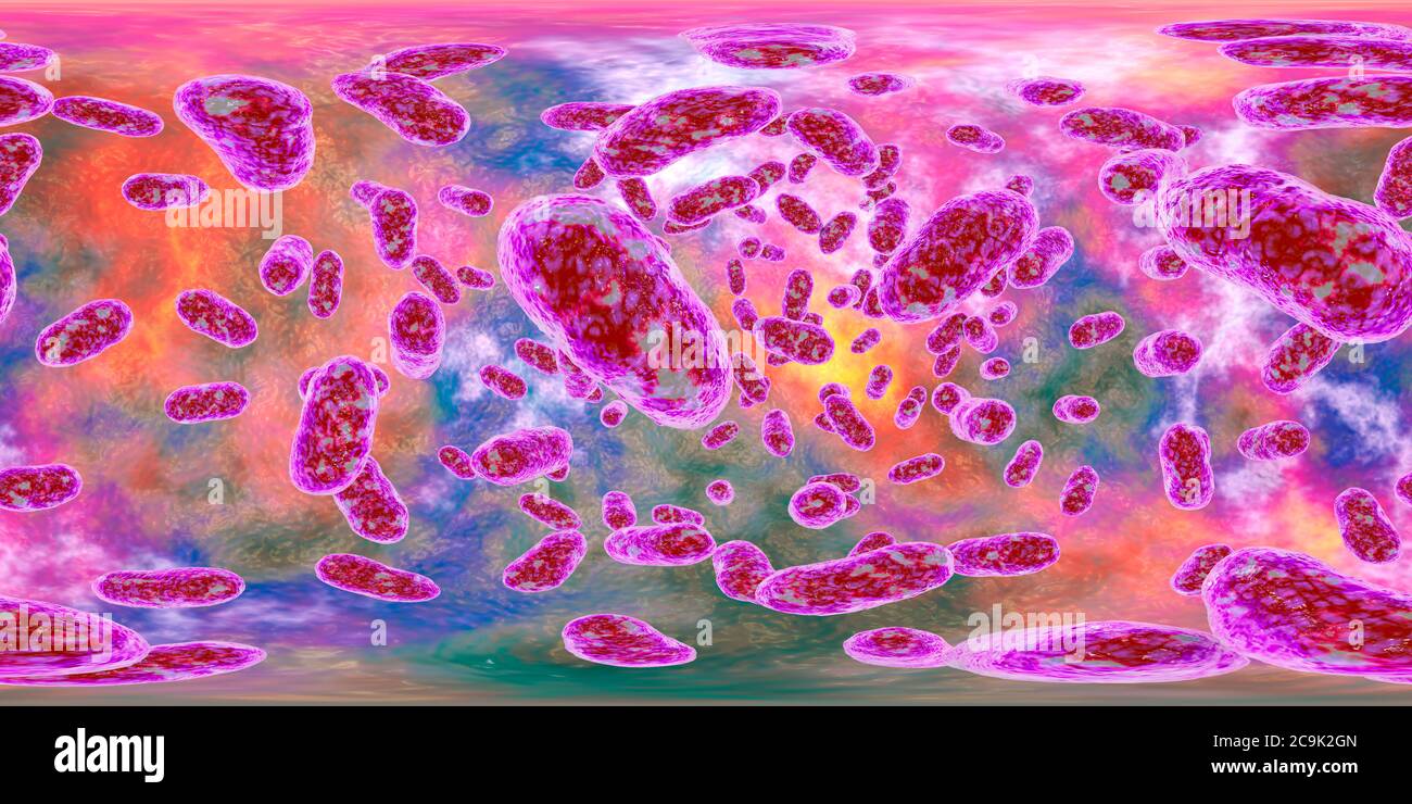 Porphyromonas gingivalis oral bacterium, 360 degree panorama view ...