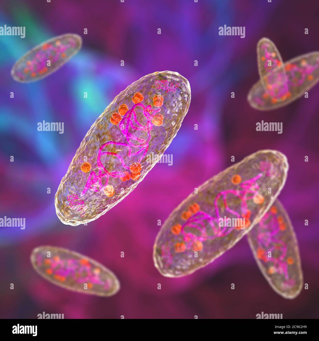 Family enterobacteriaceae hi-res stock photography and images - Alamy