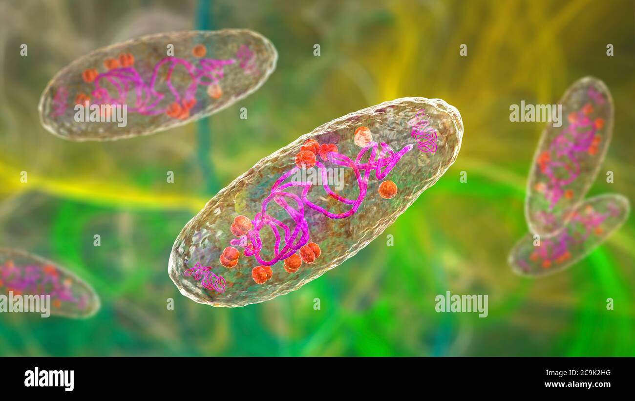 Bubonic Plague Bacteria Structure
