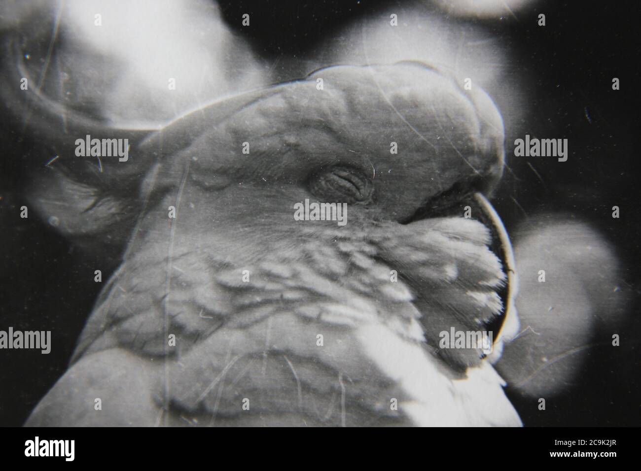 Fine 1970s vintage black and white photography of a fluffy white ...