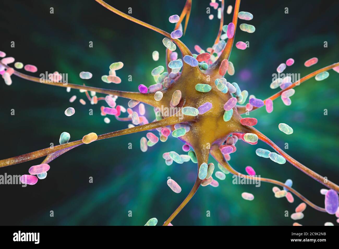 Bacterial encephalitis. Conceptual computer illustration showing ...
