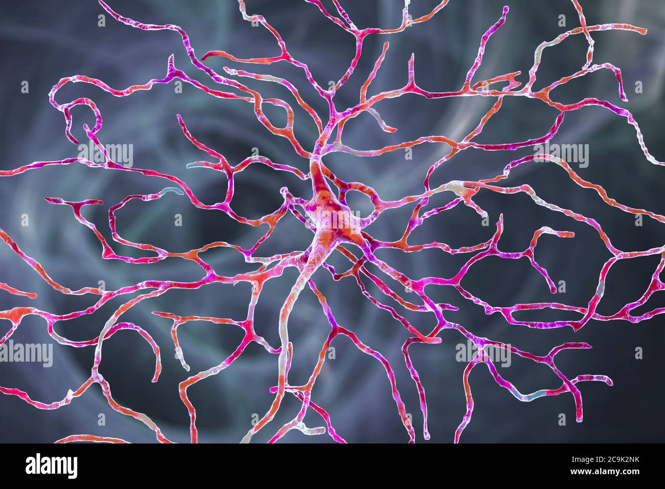 Retinal neuron hi-res stock photography and images - Alamy