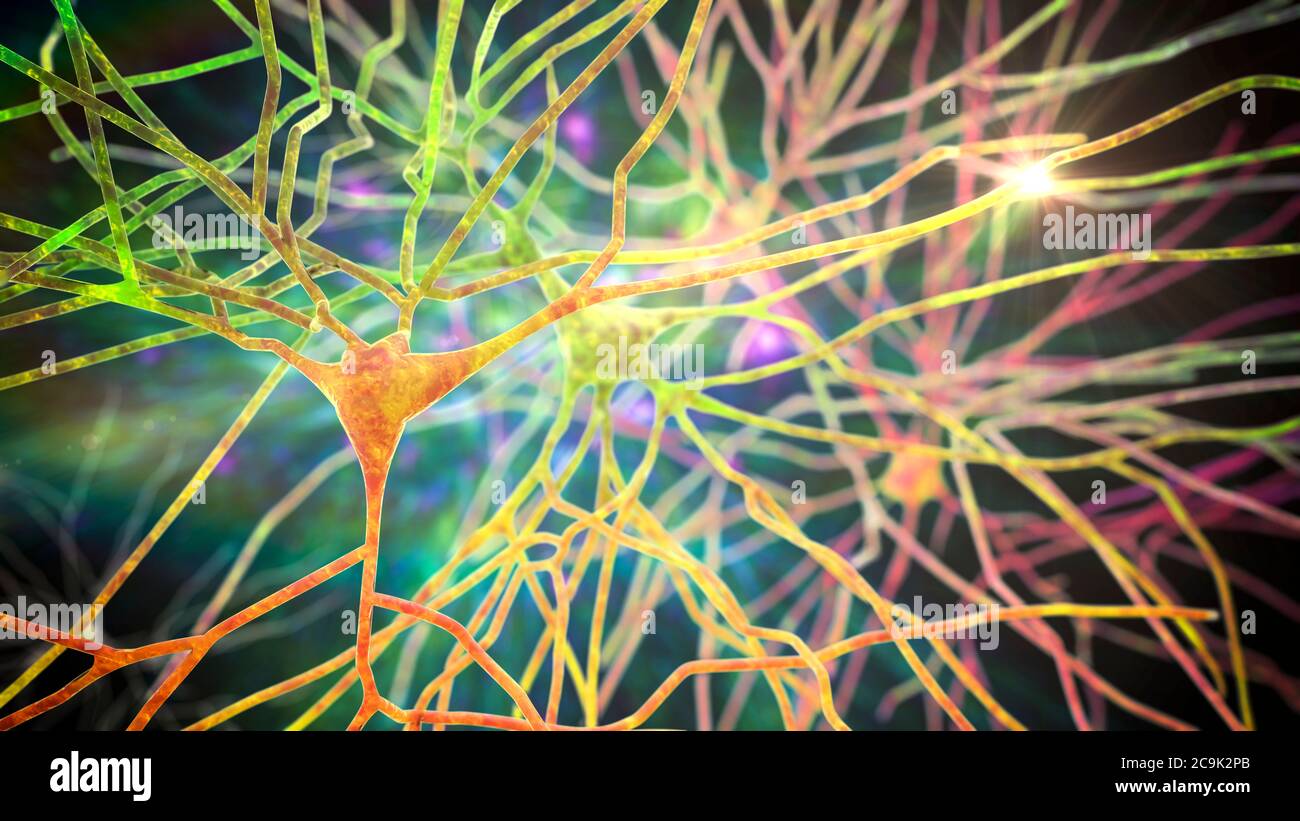Pyramidal neurons of human brain cortex, computer illustration Stock ...