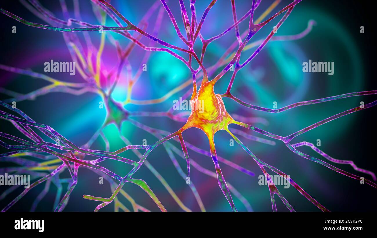 Pyramidal neurons of human brain cortex, computer illustration Stock ...