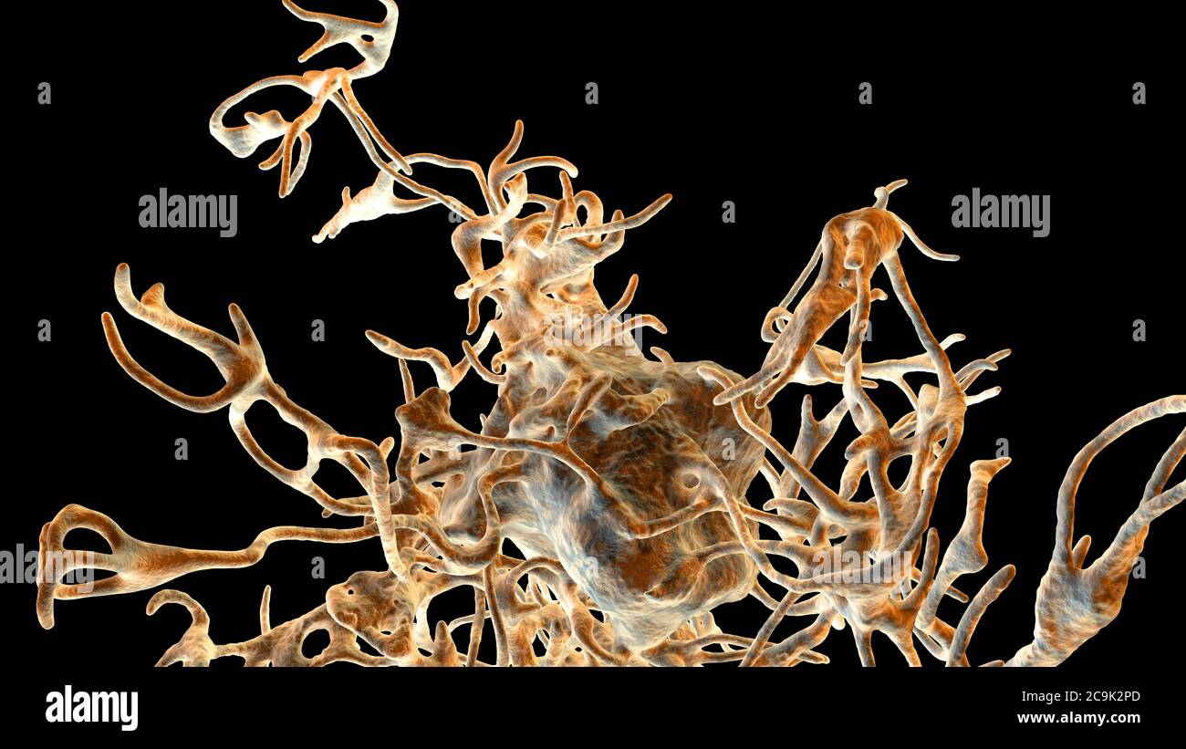 Amoeba, computer illustration Stock Photo - Alamy