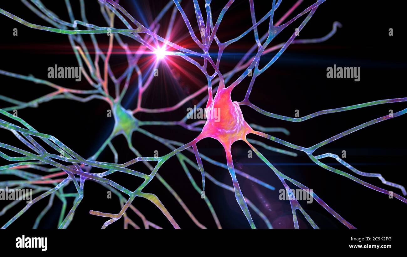 Pyramidal neurons of human brain cortex, computer illustration Stock Photo - Alamy