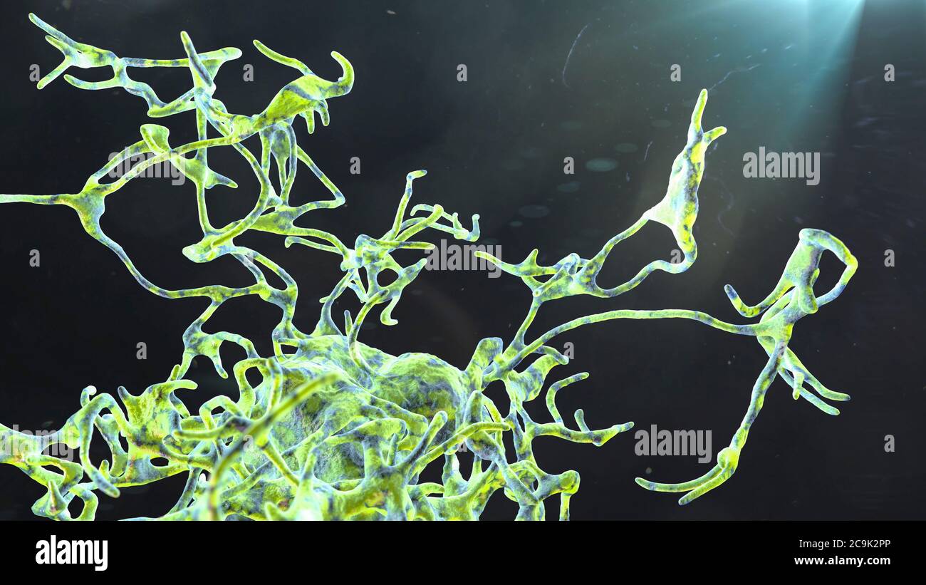 Amoeba, computer illustration Stock Photo - Alamy