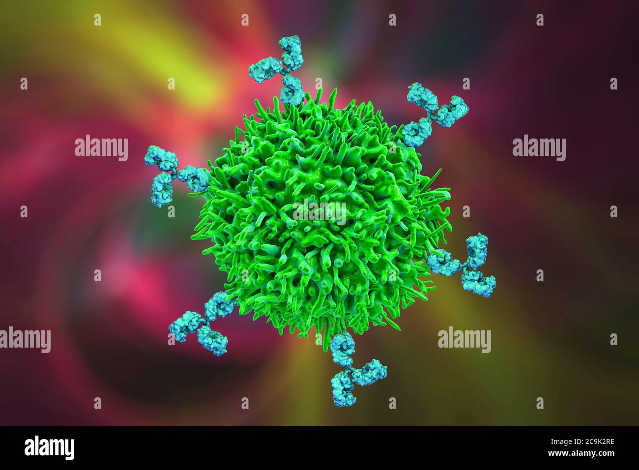 B cell and antibodies, computer illustration Stock Photo - Alamy
