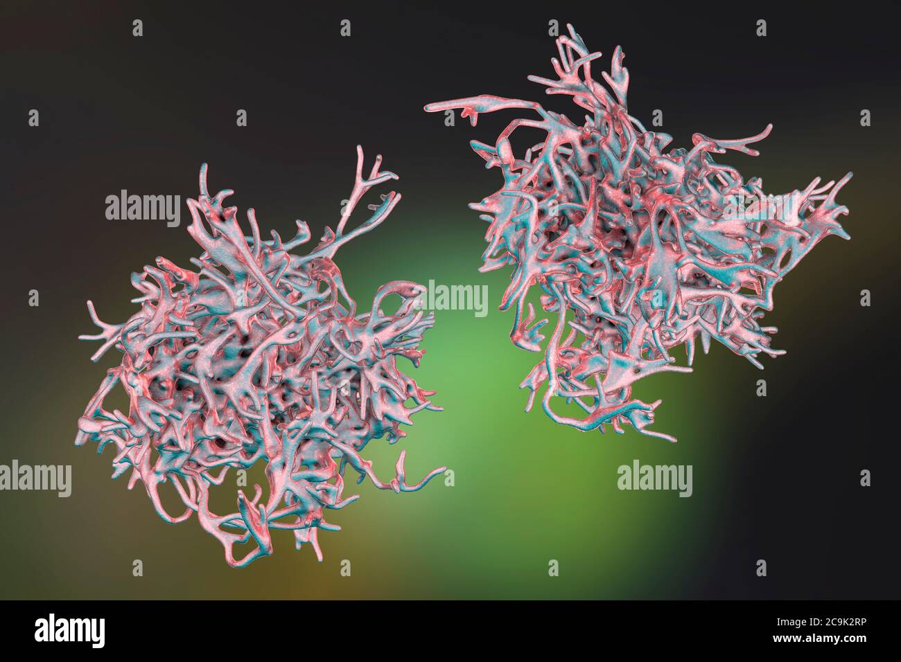 Amoeba, computer illustration Stock Photo - Alamy