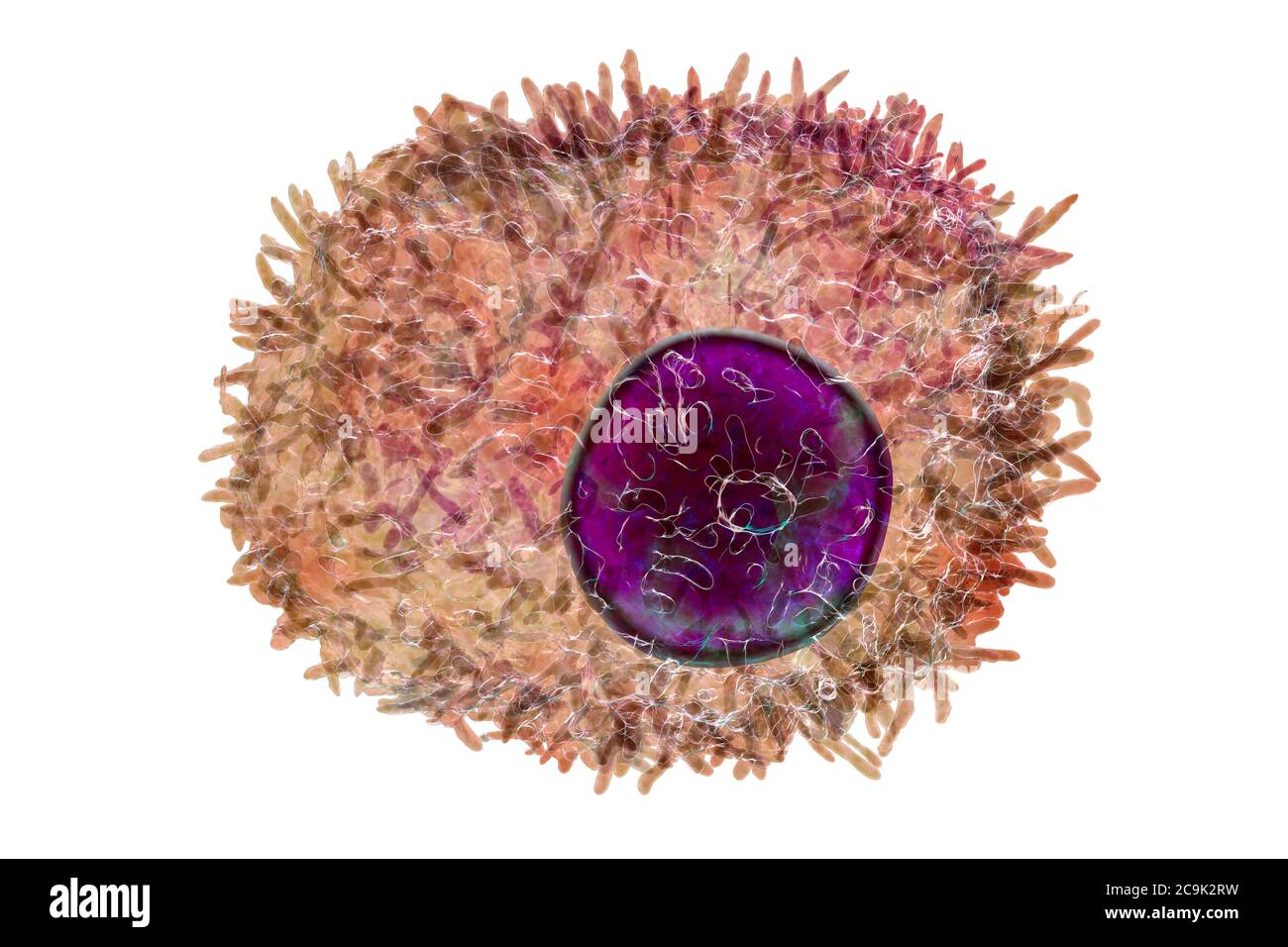Human cell nucleus normal hi-res stock photography and images - Alamy