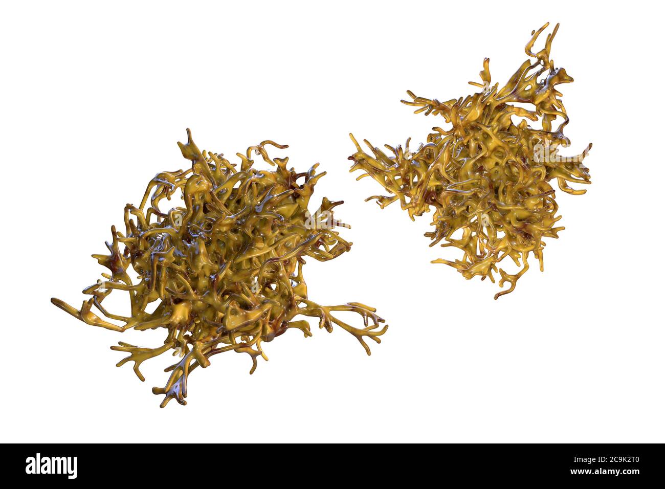 Amoeba, computer illustration Stock Photo - Alamy