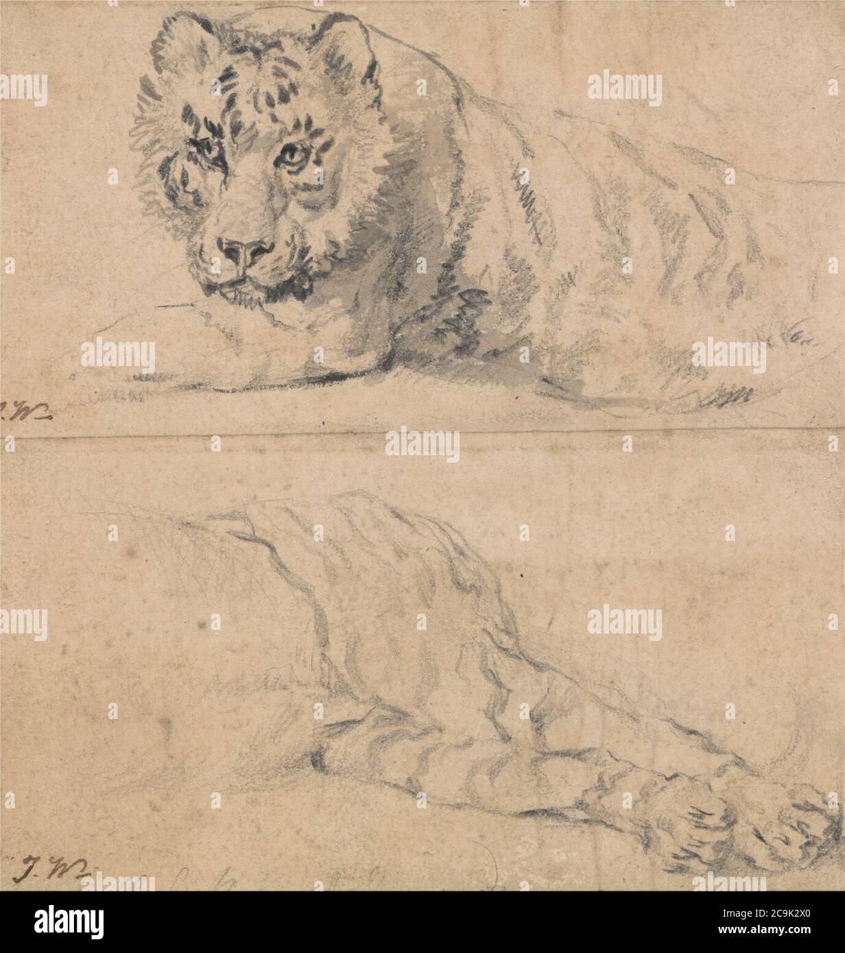 James Ward - Studies of a Tiger; above, Head and Shoulders; below ...