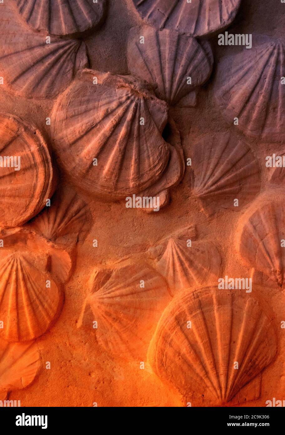 Fossilized shells hi-res stock photography and images - Alamy