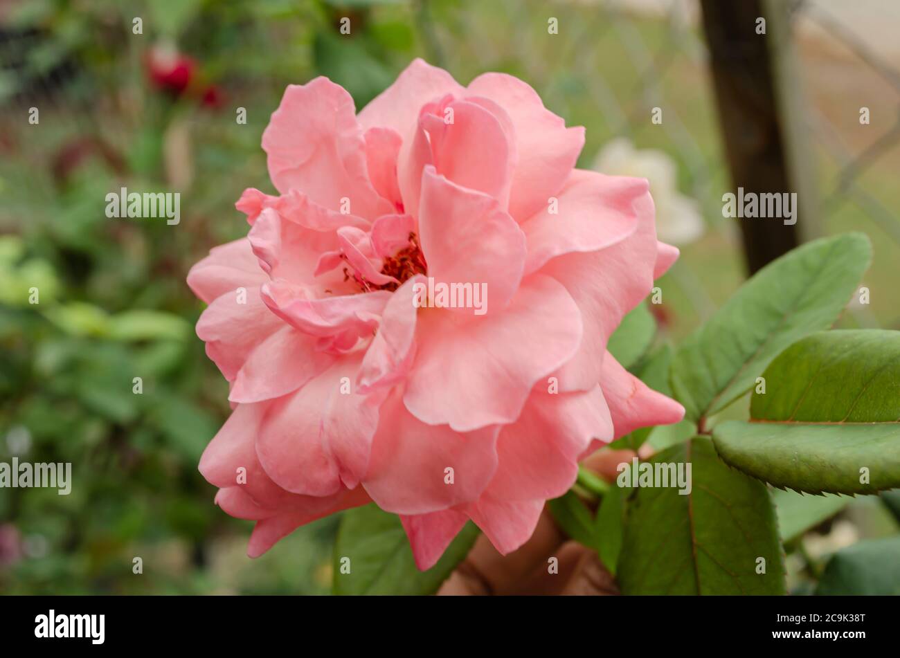 Castile Rose High Resolution Stock Photography and Images - Alamy