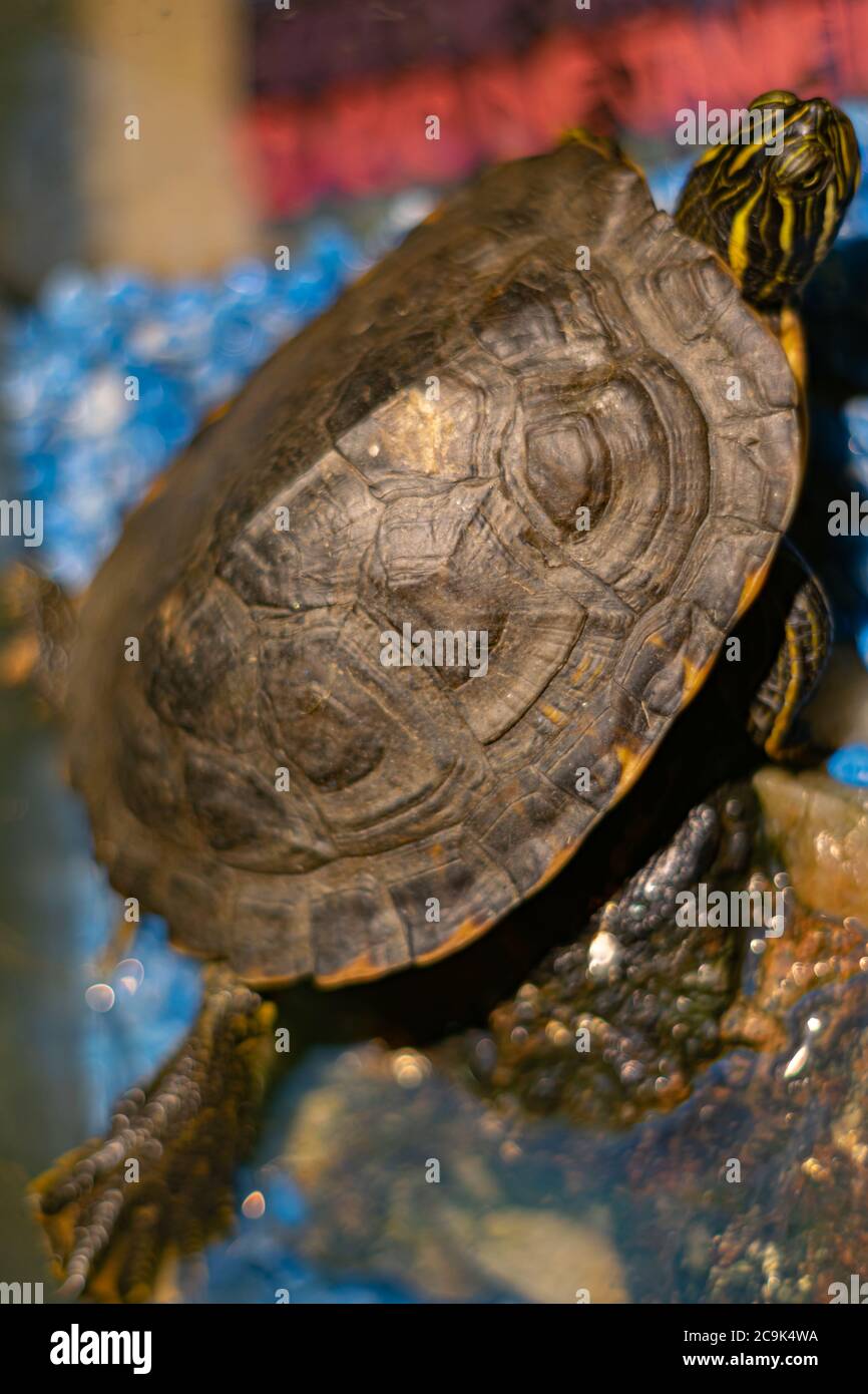 Turtle spreading legs hi-res stock photography and images - Alamy