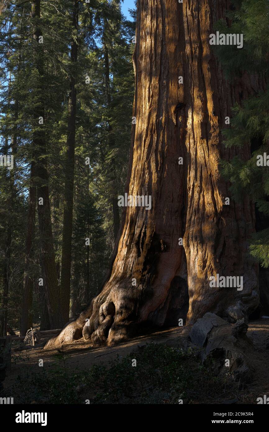 General Sherman Tree Stock Photo - Alamy