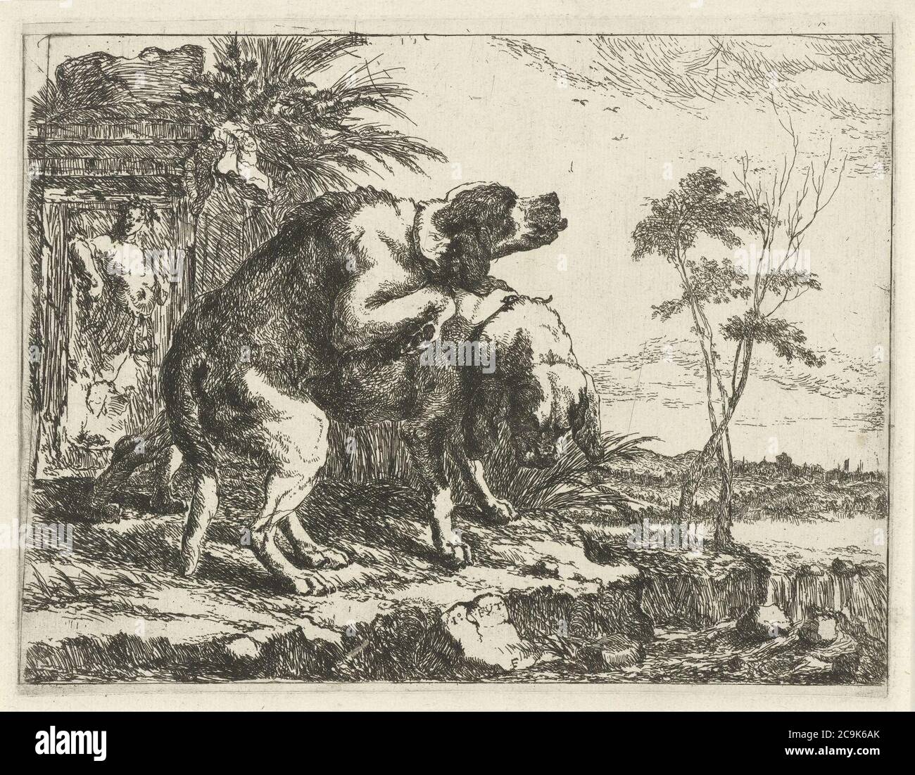 Dogs mating hi-res stock photography and images - Alamy