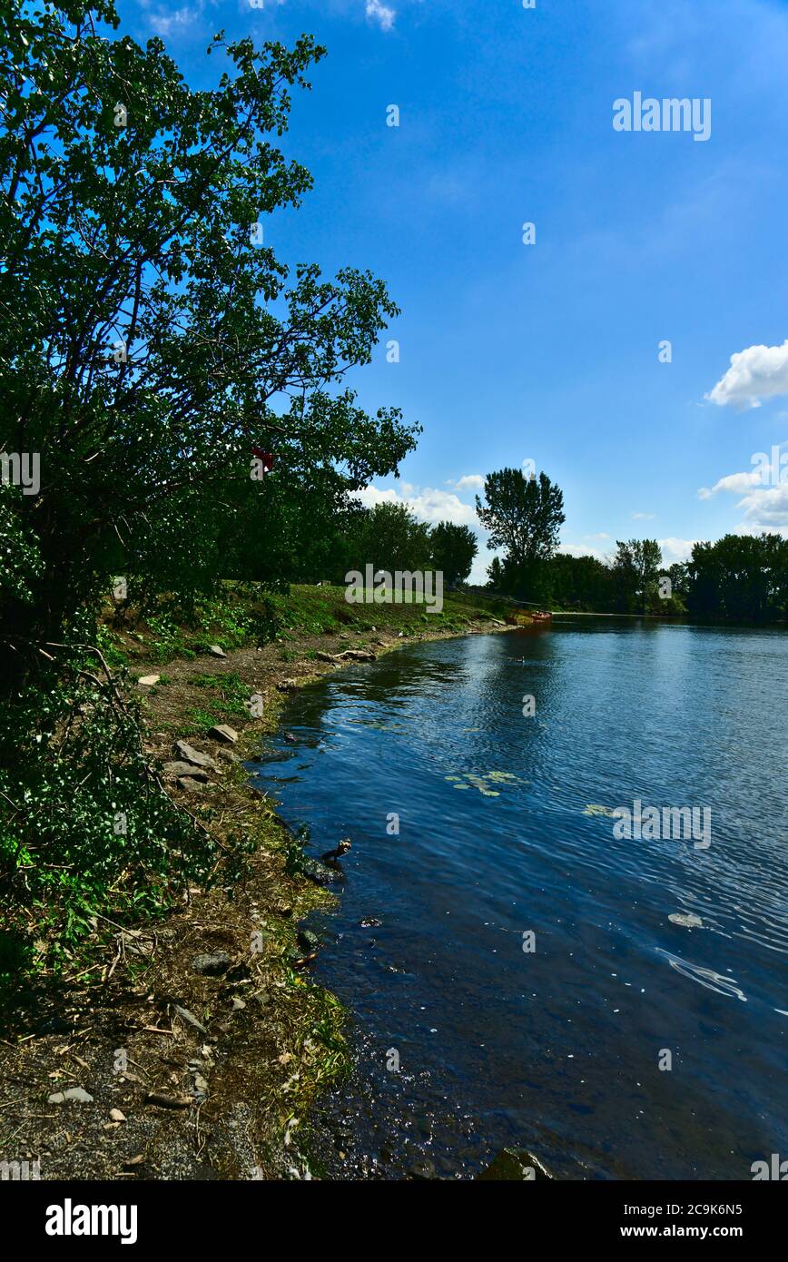 A vertical view of a river bank with many trees and grace with a ...