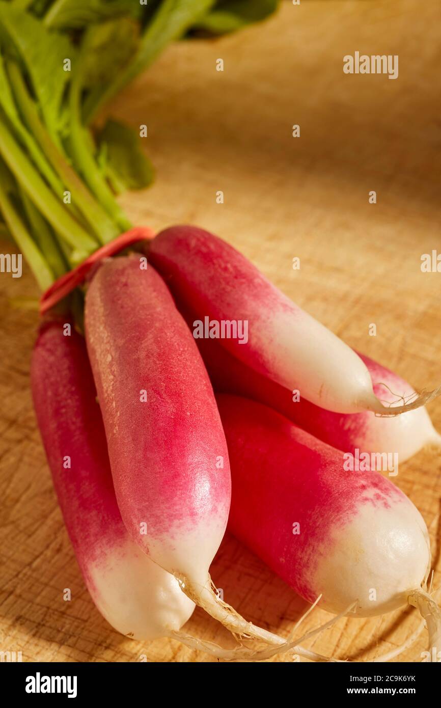 French breakfast radishes. A fresh bunch straight from a Pennsylvania ...