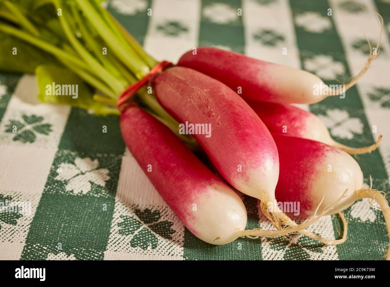 French breakfast radishes. A fresh bunch straight from a Pennsylvania ...