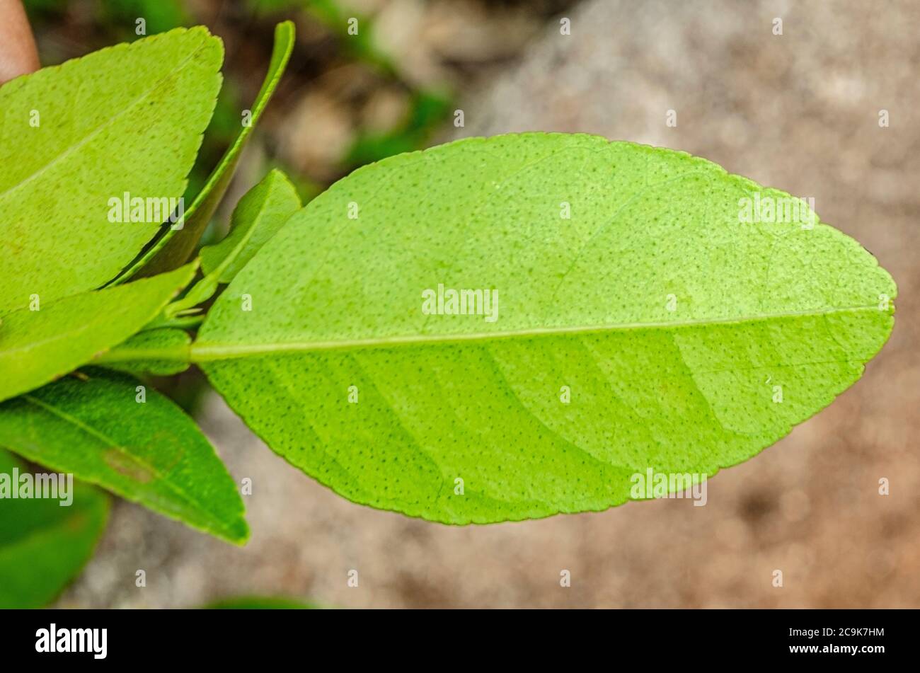 Abaxial hi-res stock photography and images - Alamy