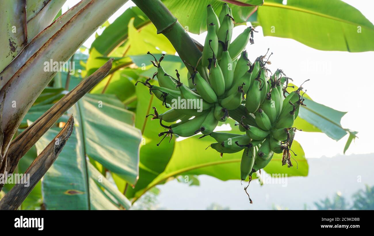Bananas growing trees hi-res stock photography and images - Alamy