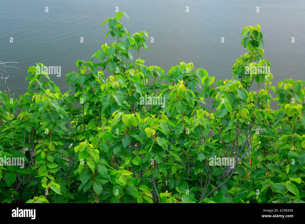 Poison oak (Toxicodendron diversilobum), Cottonwood Canyon State Park ...