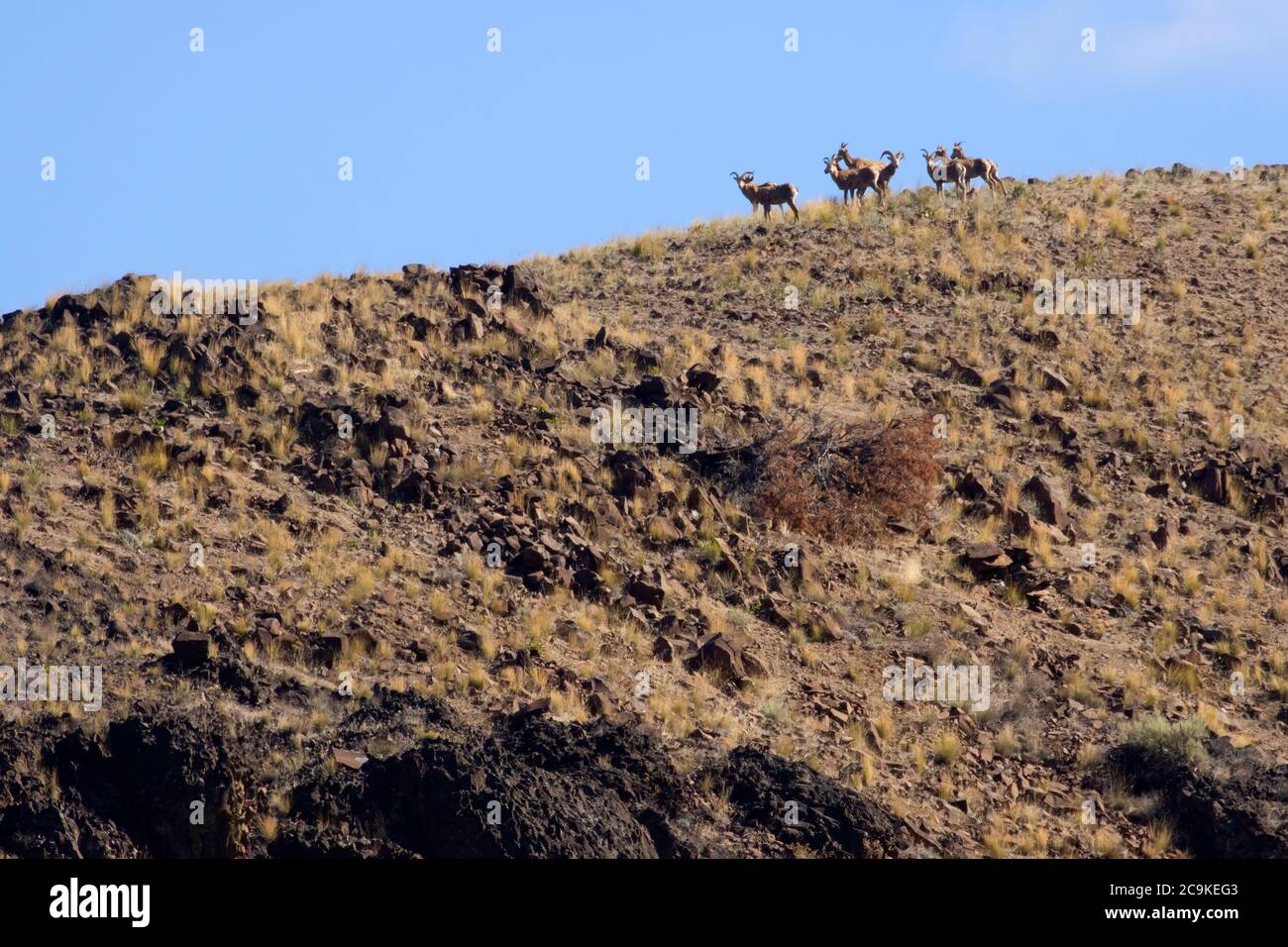 Bighorn sheep (Ovis canadensis), Thirtymile Creek Area, John Day Wild ...