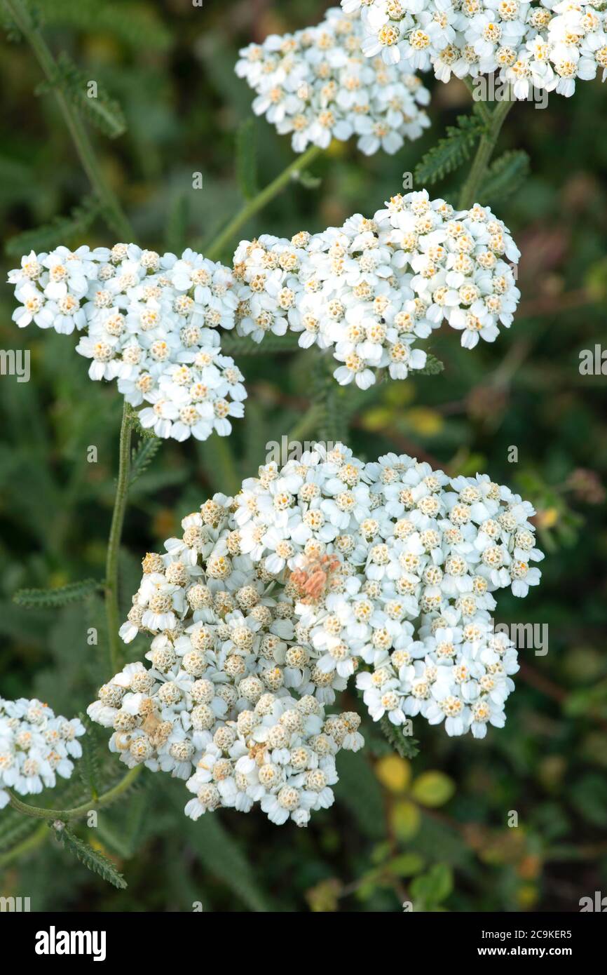 Western yarrow (Achillea millefolium), Thirtymile Creek Area, John Day ...