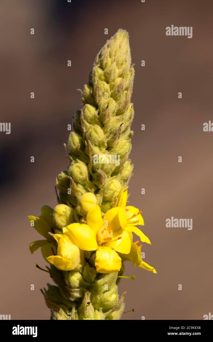 Invasive species management hi-res stock photography and images - Alamy