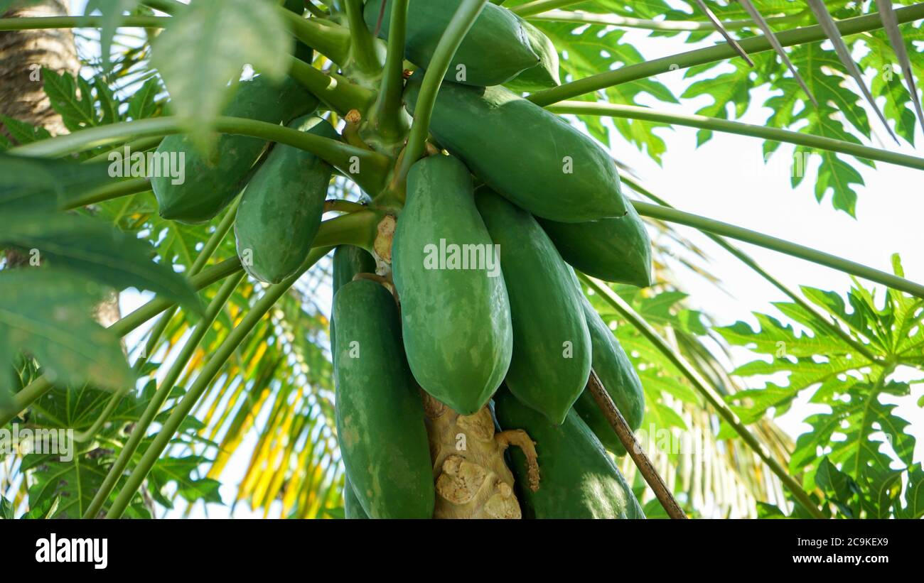 Papaya sweet hi-res stock photography and images - Alamy