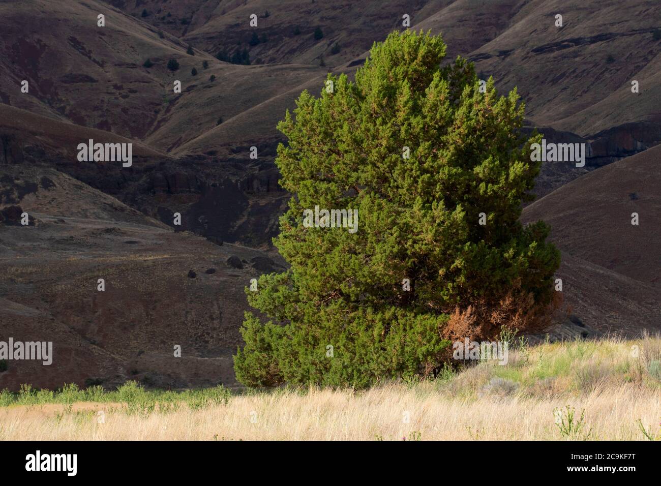 Western juniper juniperus occidentalis hi-res stock photography and ...
