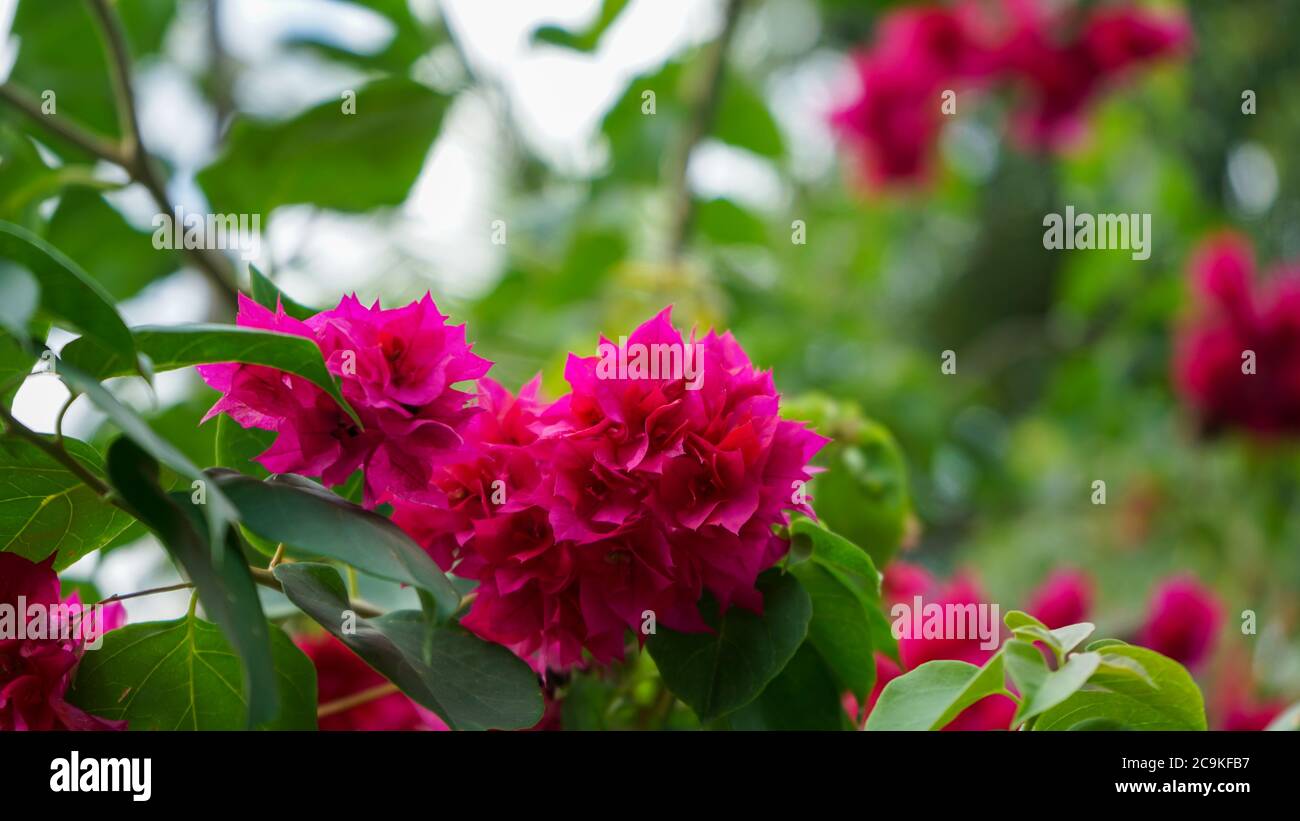 Japanese morning flower hi-res stock photography and images - Alamy