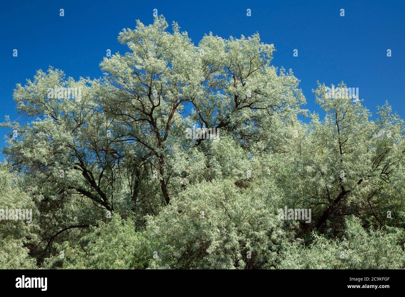 Russian olive tree hi-res stock photography and images - Alamy