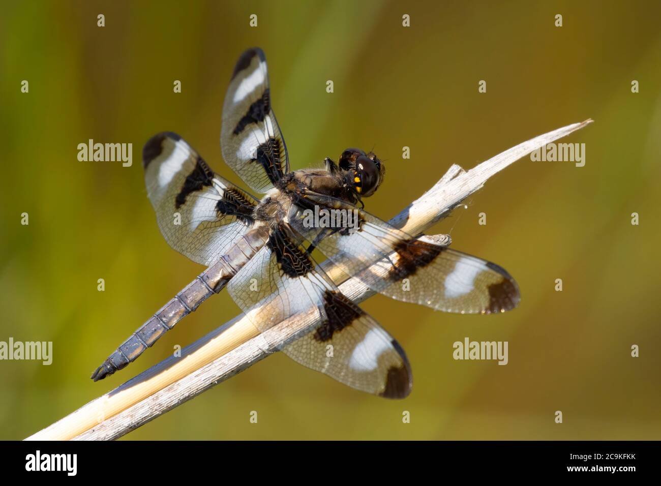 Desert dragonfly hi-res stock photography and images - Alamy