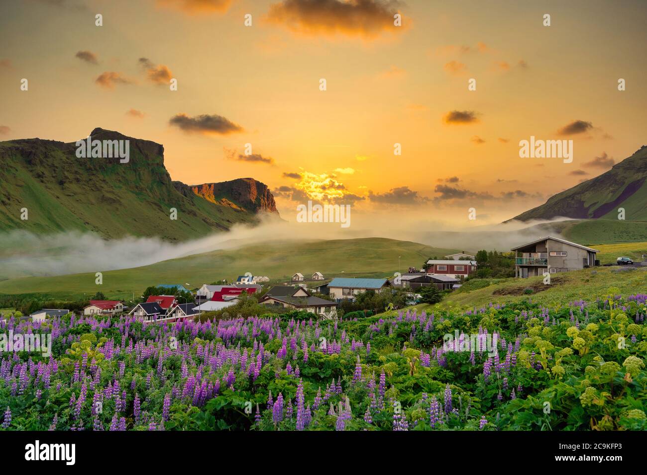 Rural village of vik city, Iceland In summer, purple lupine is in full ...