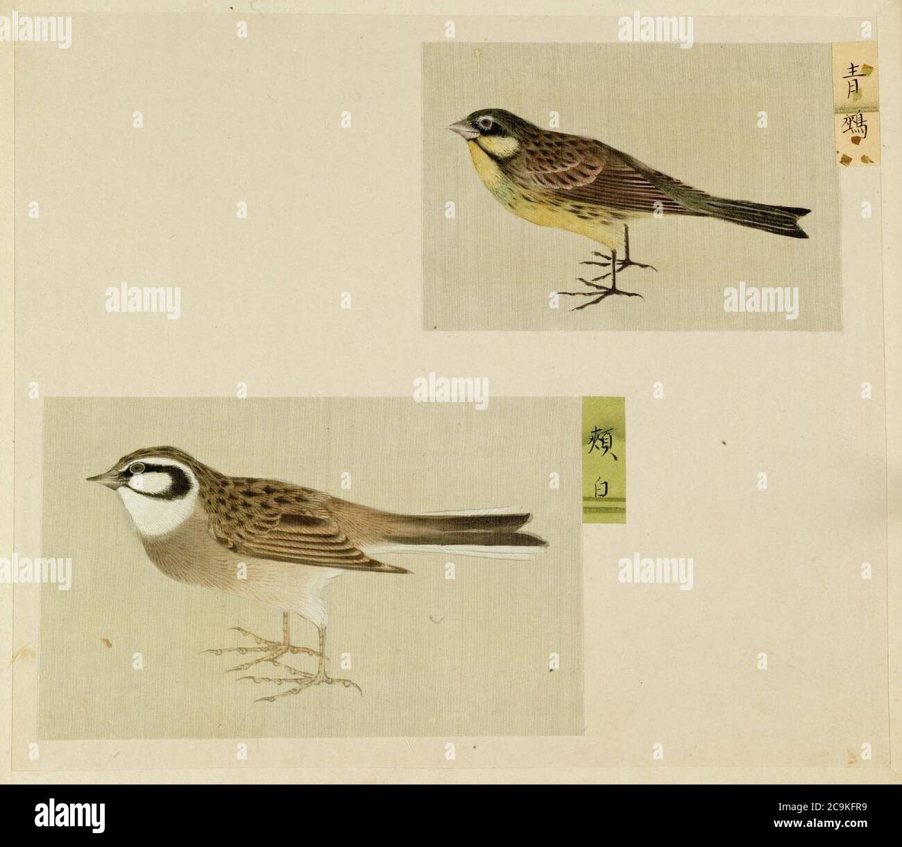 Japanese - Leaf from Album Depicting Small Birds Stock Photo - Alamy