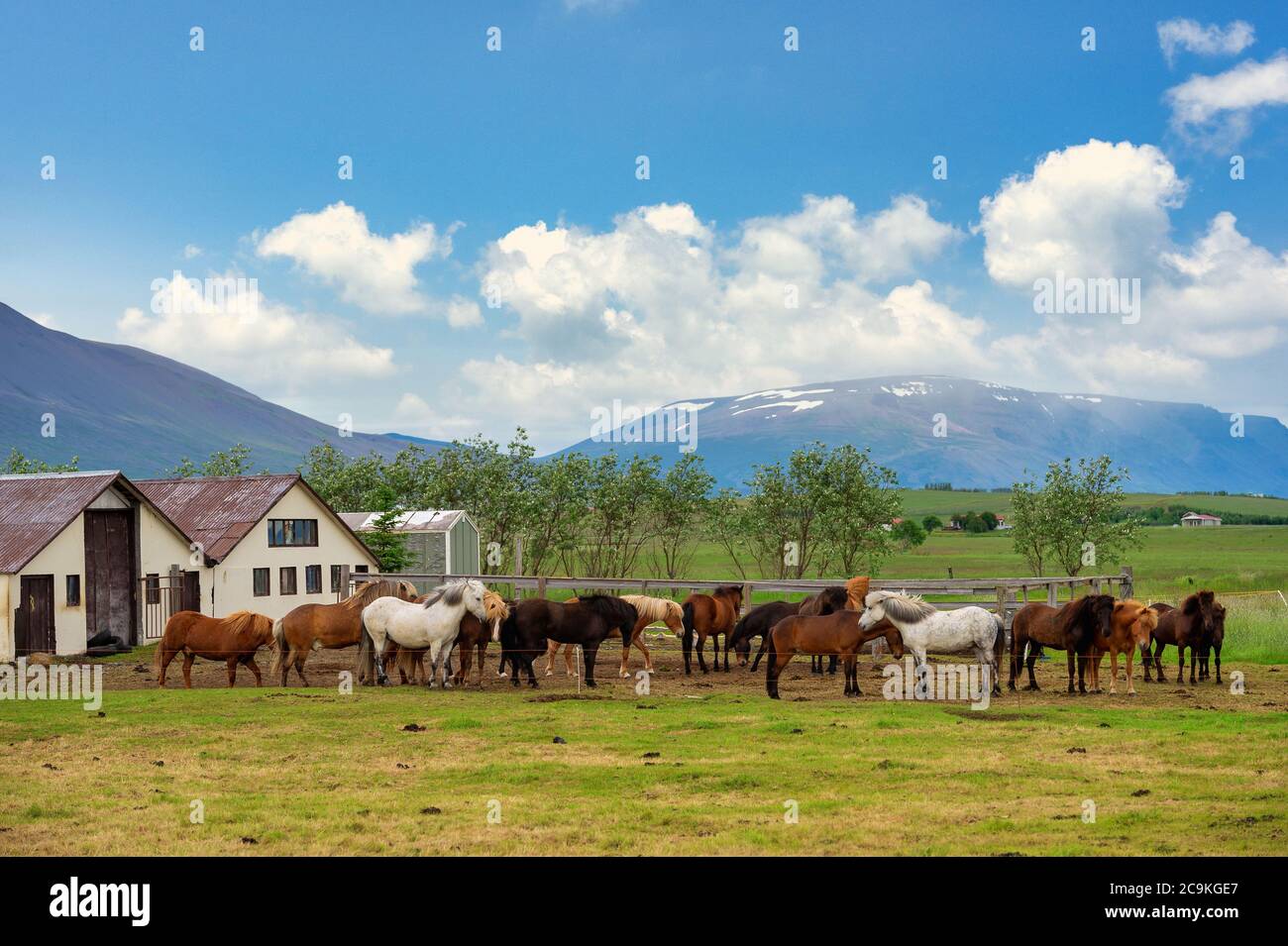Many good horses stand at the stables of a farm in the Icelandic ...