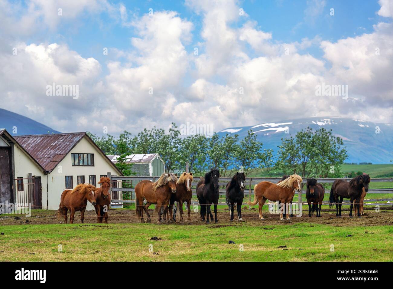 Horses trees grass grazing farm ranch sky animals countryside ...