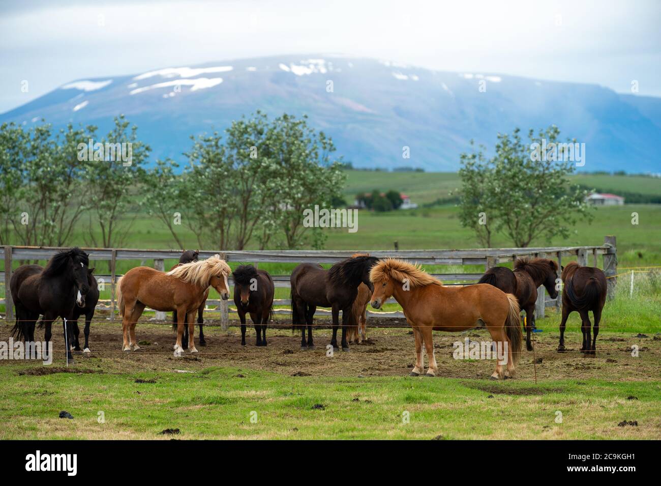 Many good horses stand at the stables of a farm in the Icelandic ...