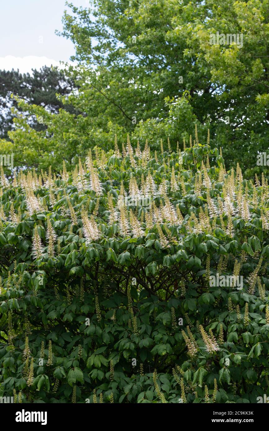 Aesculus Parviflora. Dwarf buckeye tree in flower at RHS Wisley Gardens ...