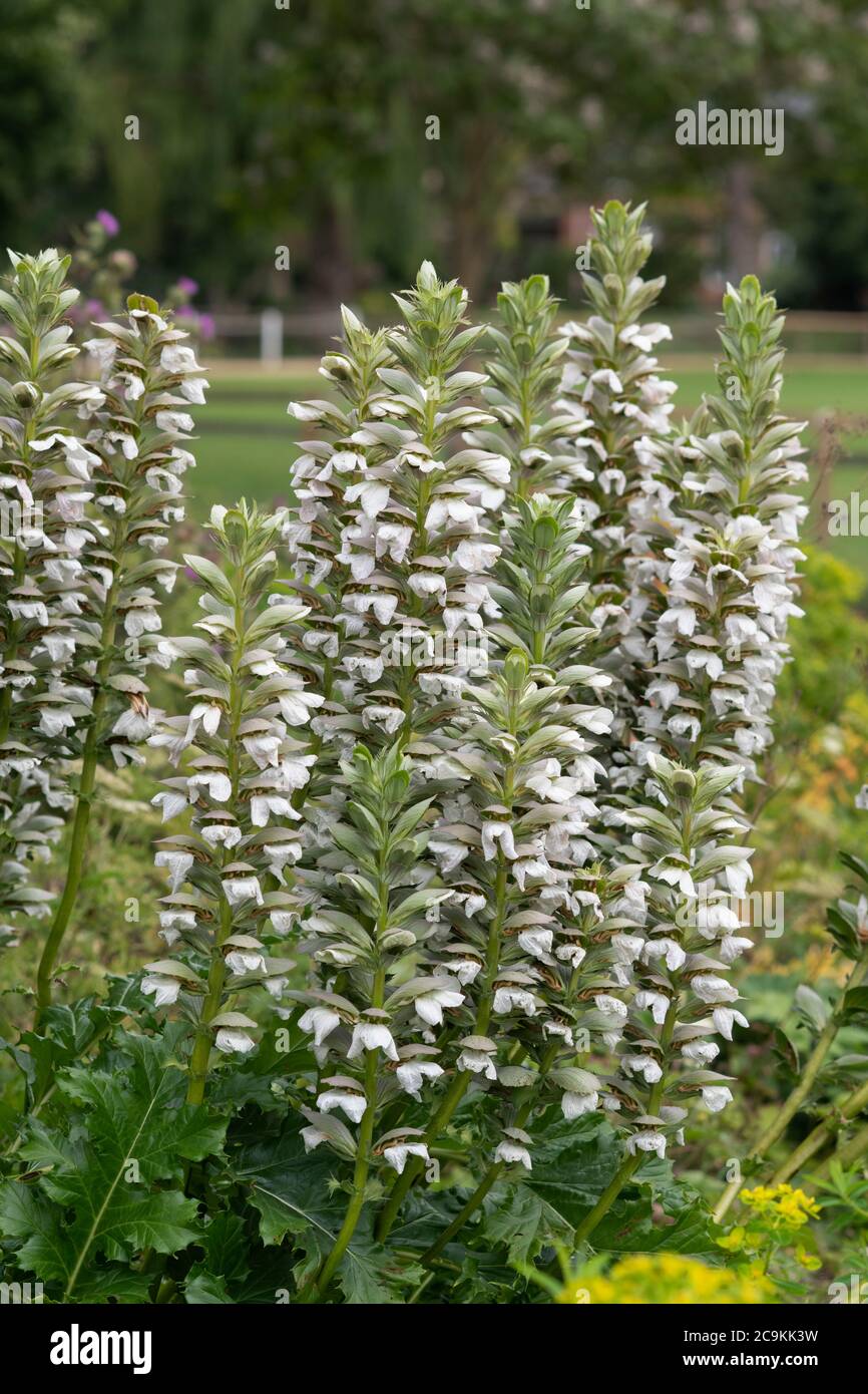 Acanthus mollis 'Rue Ledan'. Bears Breeches flowers Stock Photo - Alamy