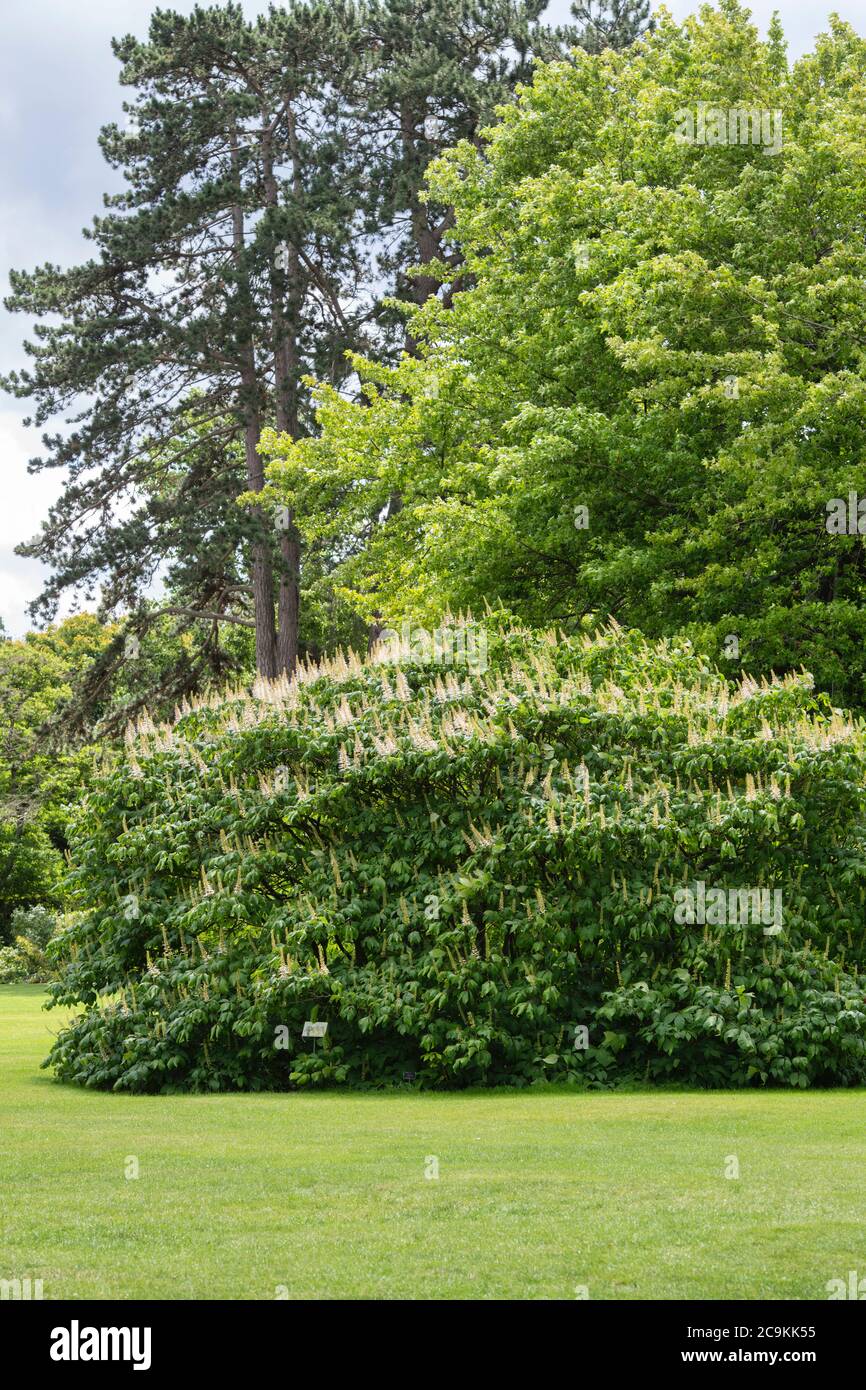 Aesculus Parviflora. Dwarf buckeye tree in flower at RHS Wisley Gardens ...