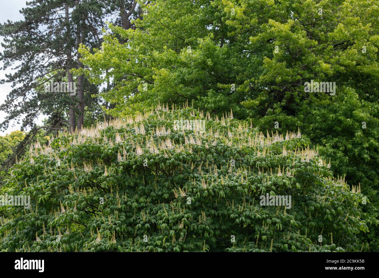 Dwarf chestnut tree hi-res stock photography and images - Alamy